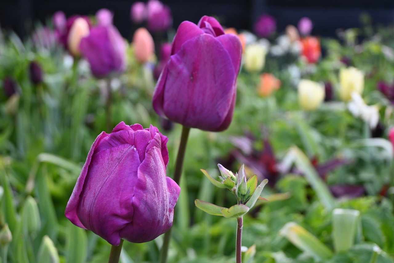 Wat doe je met uitgebloeide tulpen.