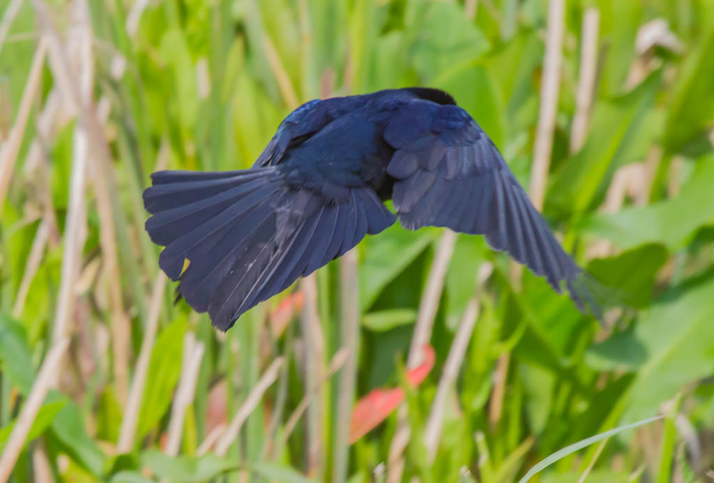 T & L Adventures: Grackles in our yard