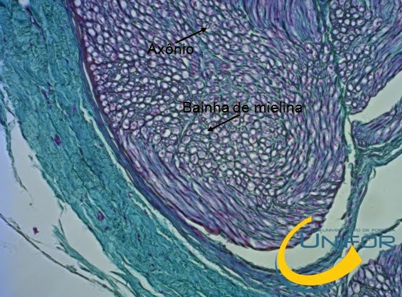 Atlas Histológico UNIFOR-MG: Nervo