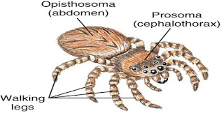 Biologi Education: Arachnida