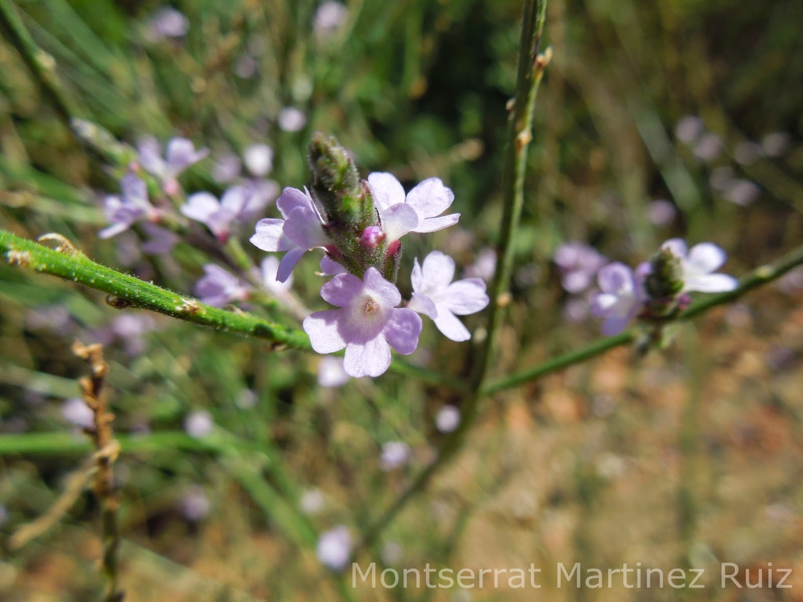 VERBENA - BOTÀNIC SERRAT