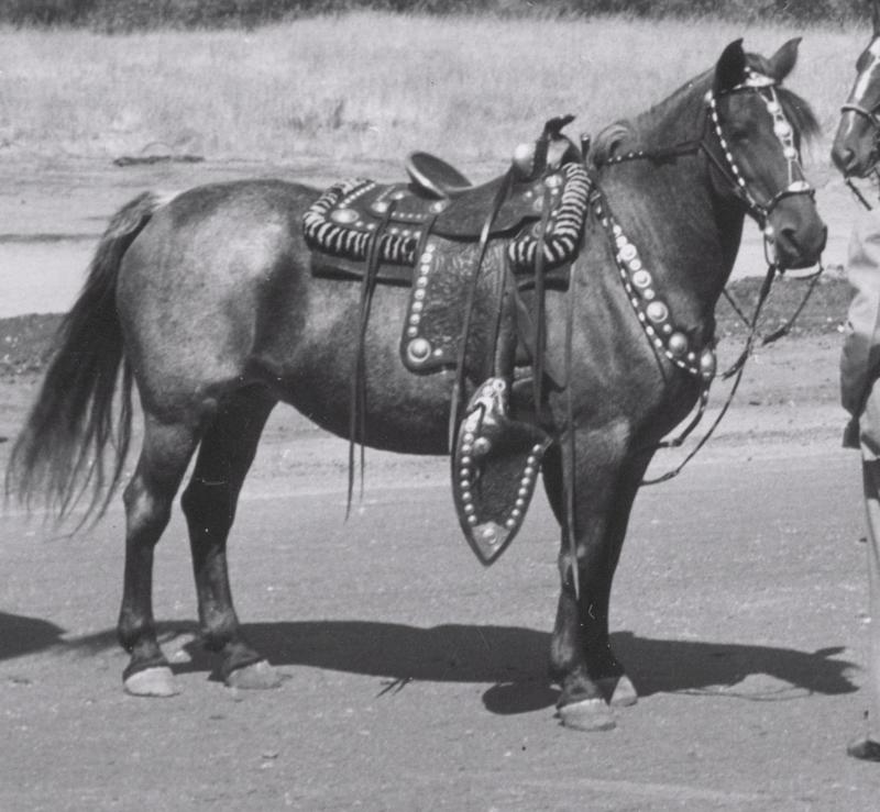 Buckaroo Leather Horse Tack, Use, Care and Maintenance: 4th of July ...