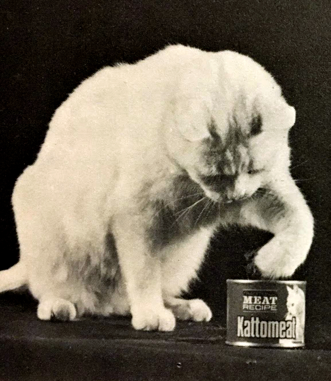 The Disappearance of Arthur the TV cat