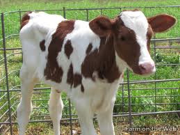 Animal Cruelty: Bobby Calves