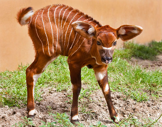 Bongo | The Life of Animals