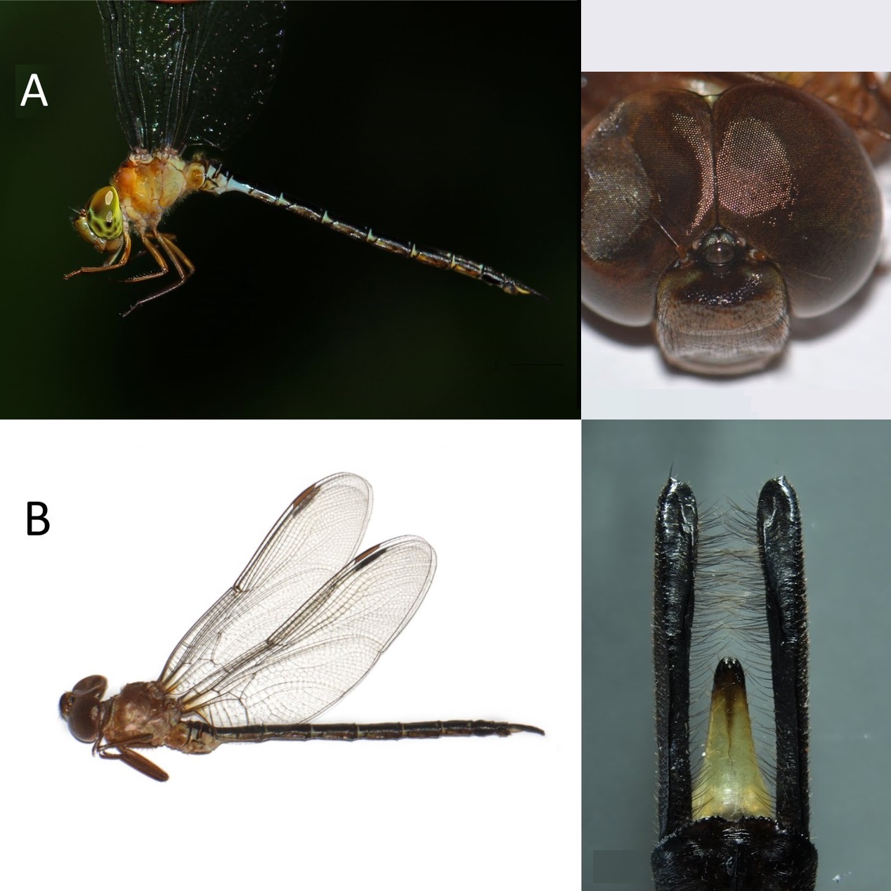 Species New to Science: [Entomology • 2021] Gynacantha chaplini • A New ...