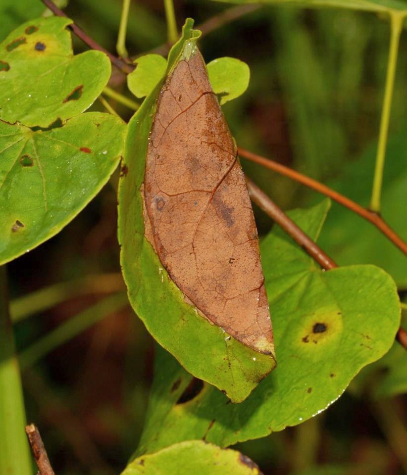 Nature Ramblers: July 10 2014 Ramble Report