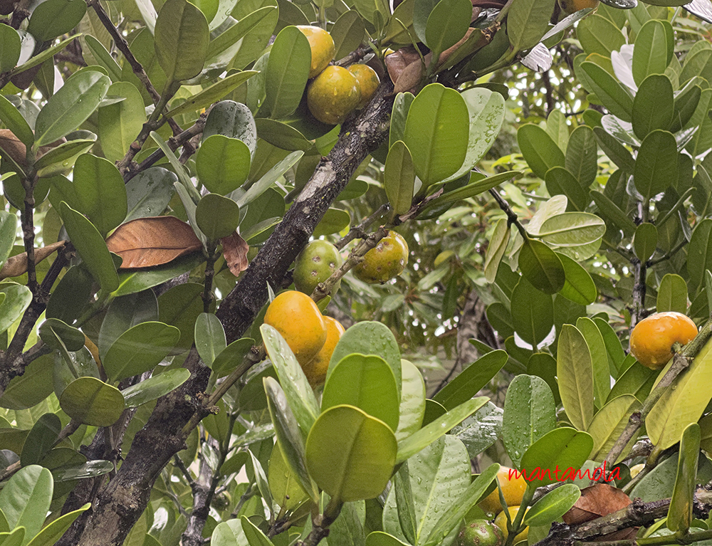 manta blog: Happiness Tree