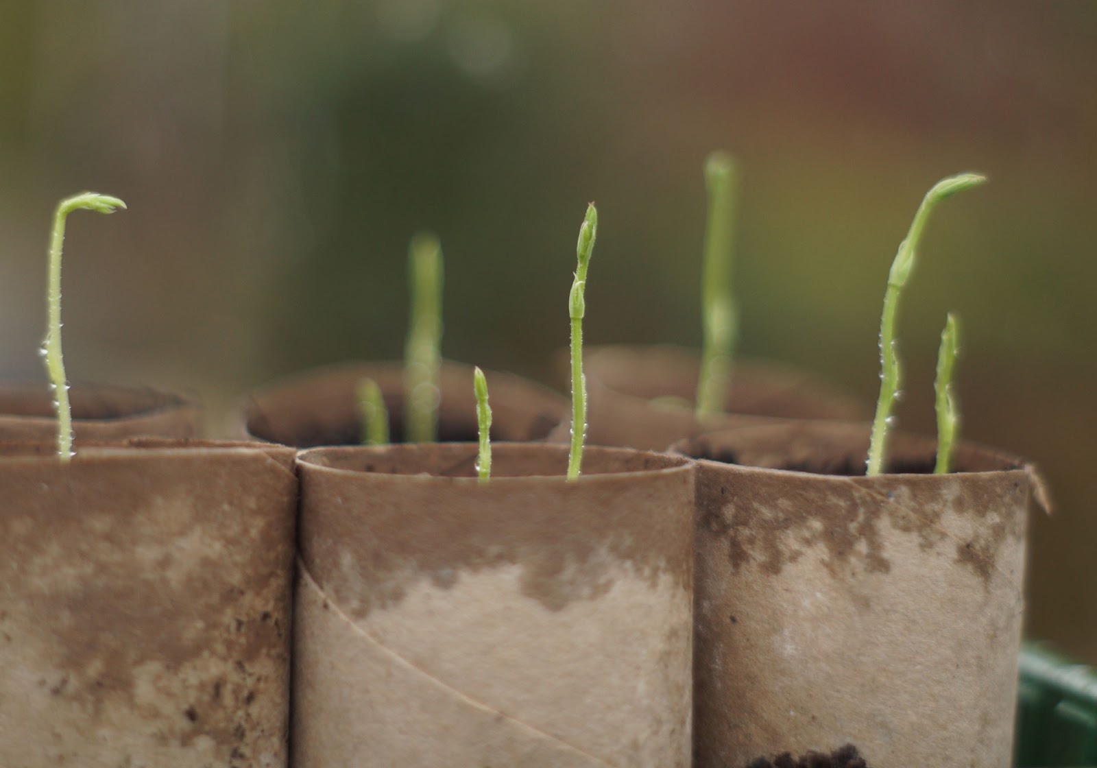 Starting the growing year - Sophie in the Sticks