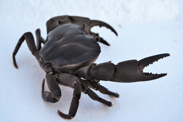 Jaiba o Cangrejo de río de la Hispaniola. | Fauna Dominicana