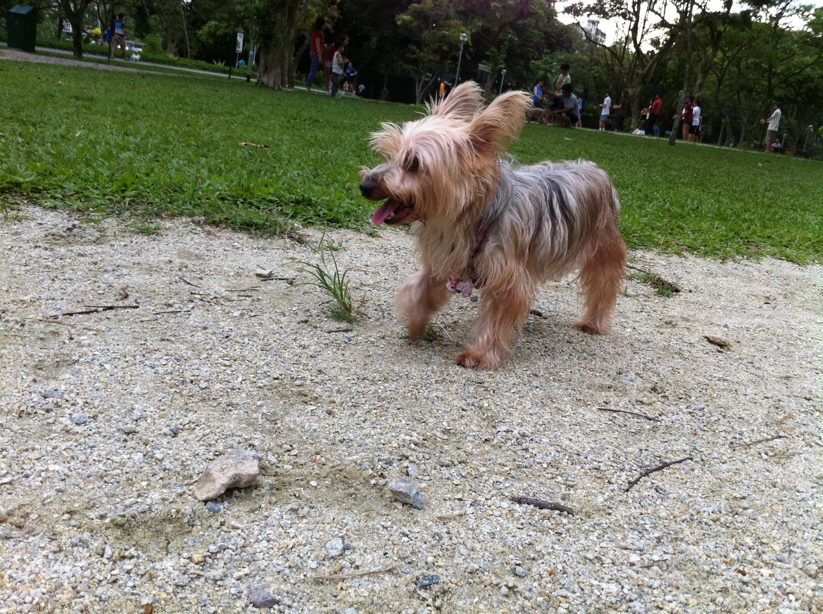 Paw Mart: Bishan Dog Run