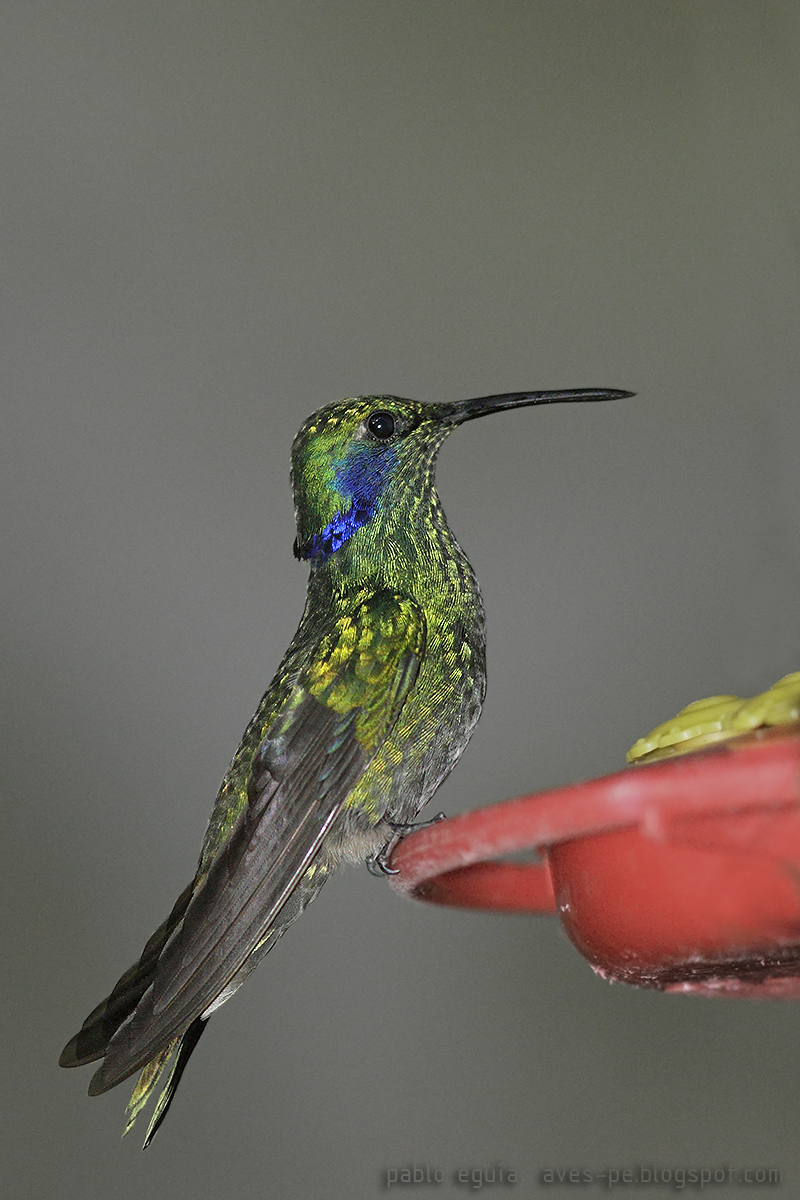 mis fotos de aves: Colibri thalassinus Colibrí Chico Green Violet-ear