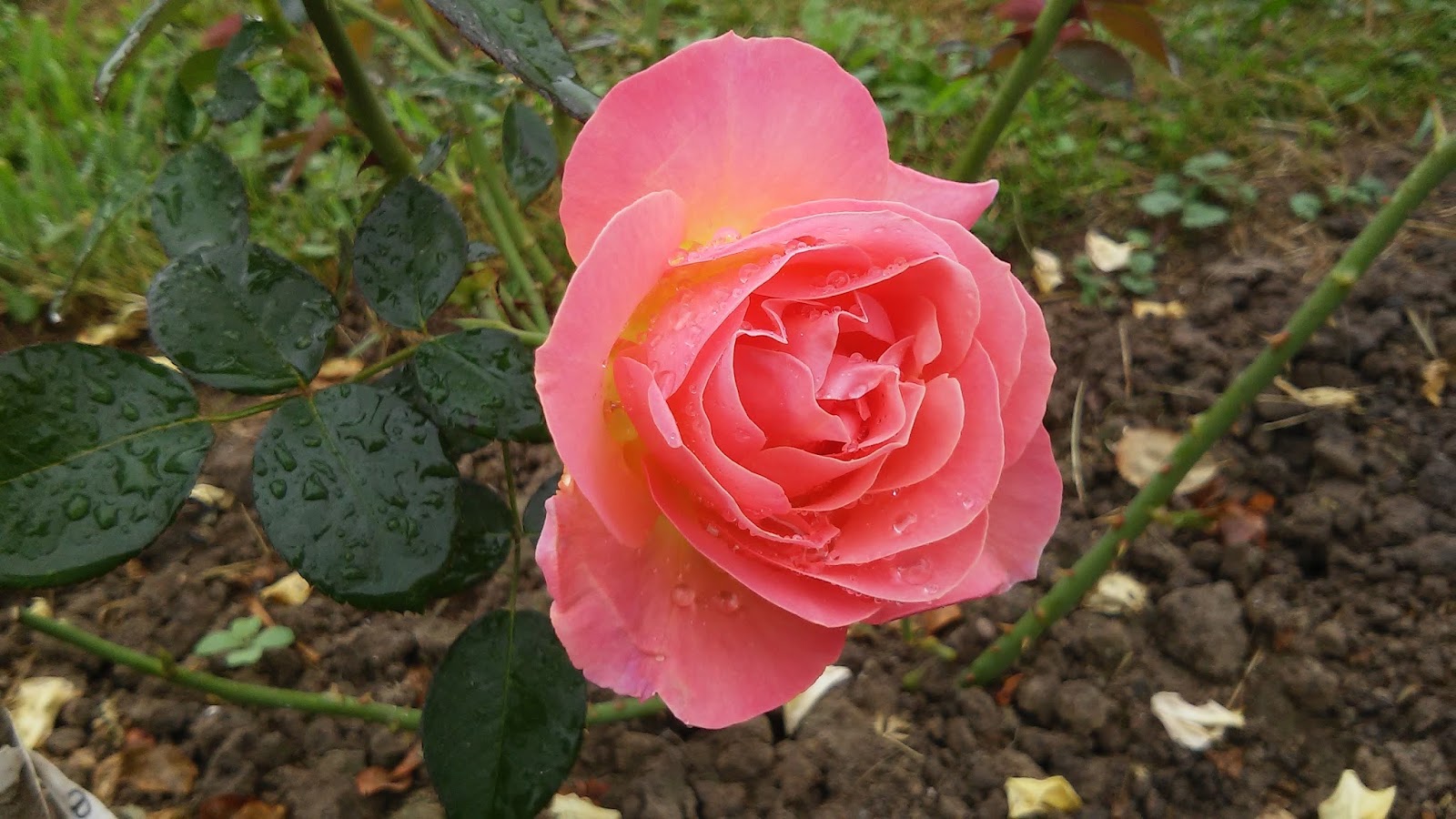 Ranczo Elma: Róża (Rose) Doris Tysterman