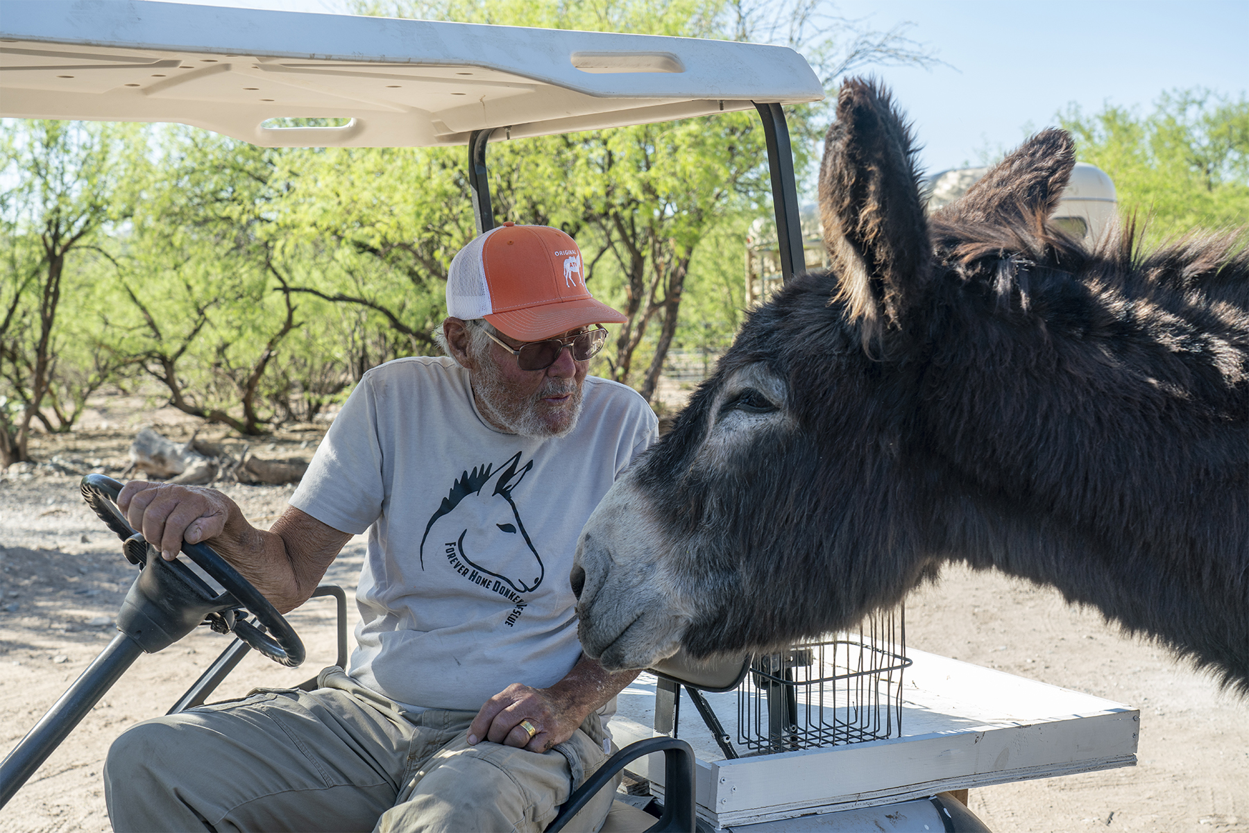 Forever Home Donkey Rescue: WHAT DO DONKEYS DO WHEN THEY ARE BORED?