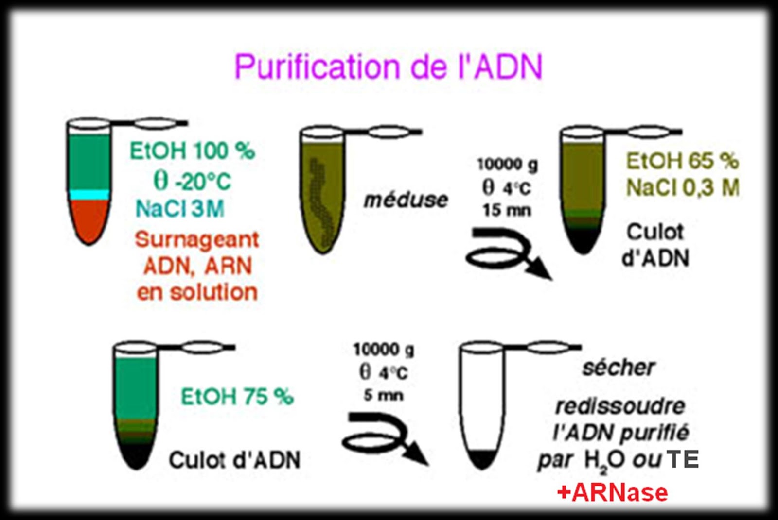 Extraction et purification des acides nucléiques |Microbiologie.fr