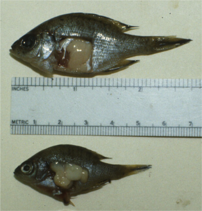 Virginia Tech Ichthyology Class : Sneaky Female Mimicking Bluegill, by ...
