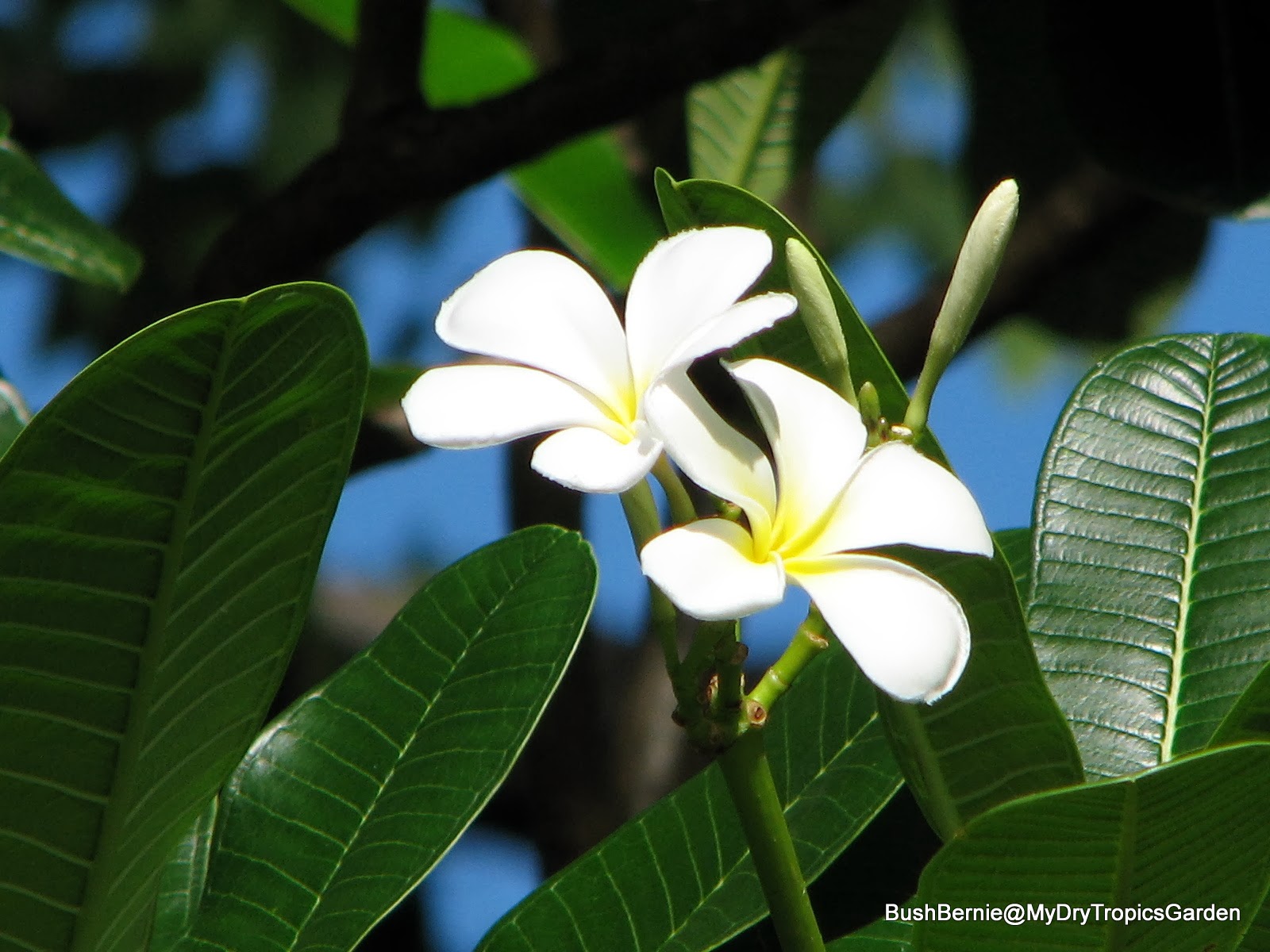 My Dry Tropics Garden: Garden Bloggers' Bloom Day ... February 2014