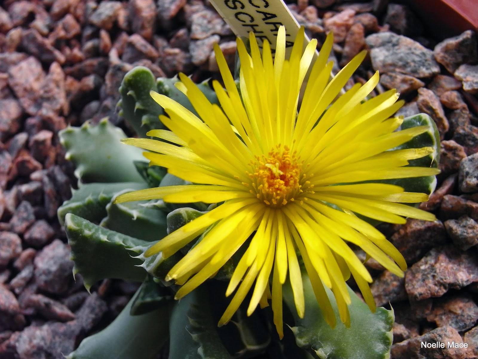 Stasher: Faucaria Bosscheana in flower