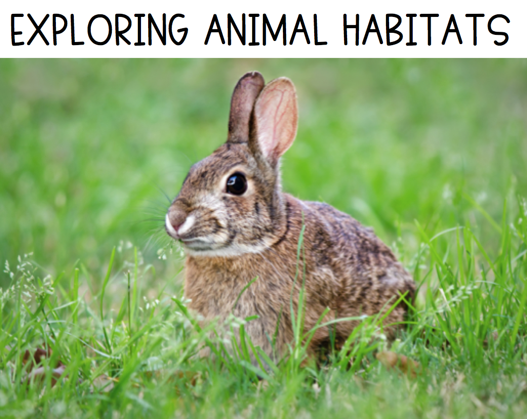 Exploring Animal Habitats | First Grade Buddies