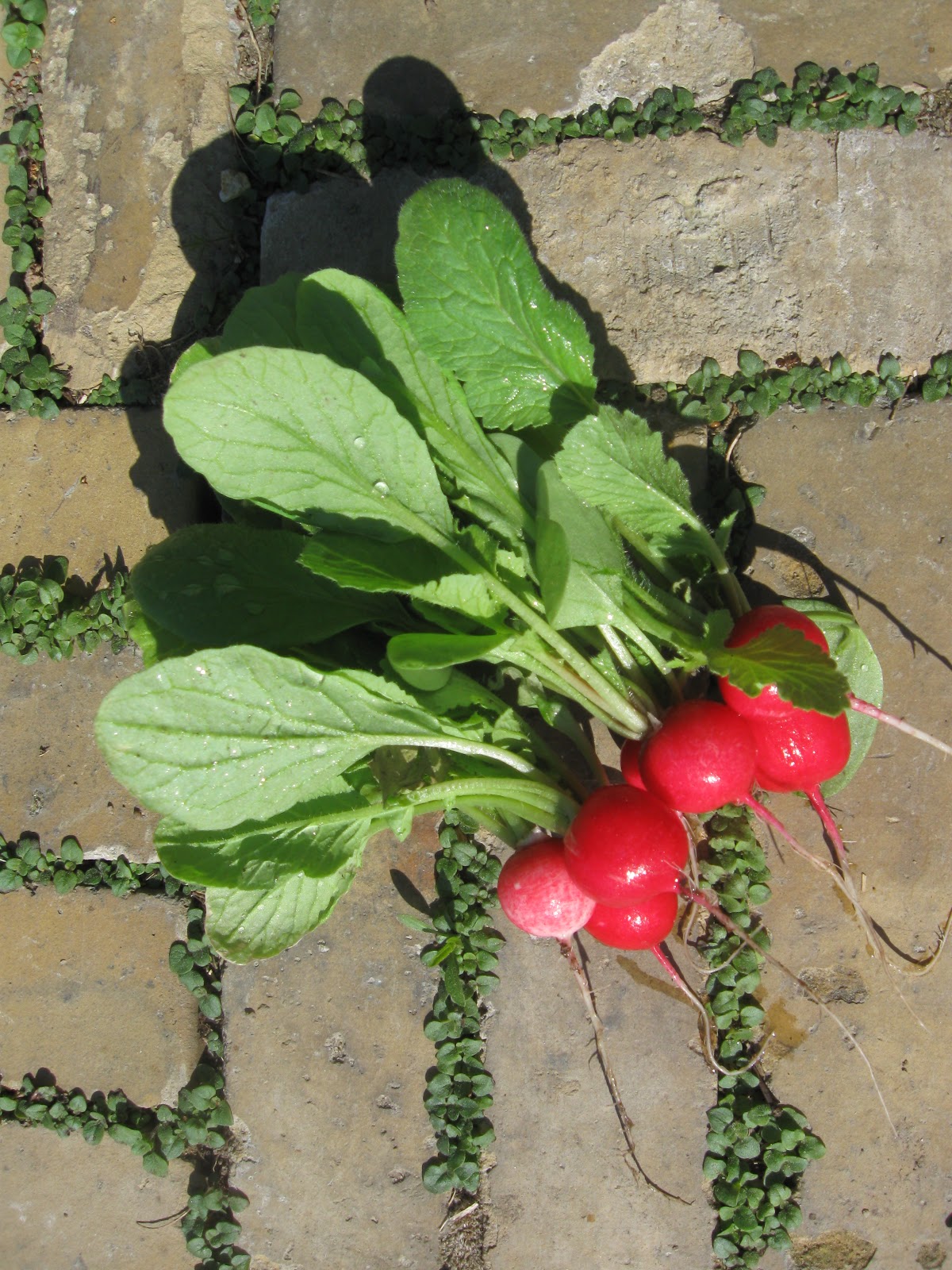 Grønsagshaven: De første radiser
