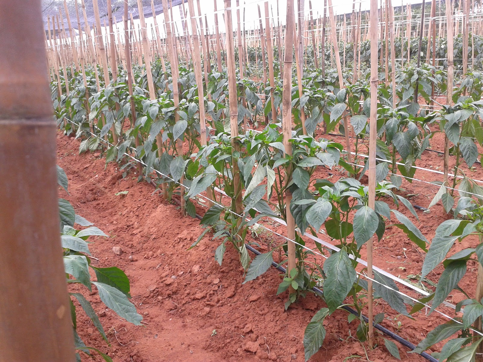 Paraguay: un milagro americano!: Locote paraguayo con calidad de ...