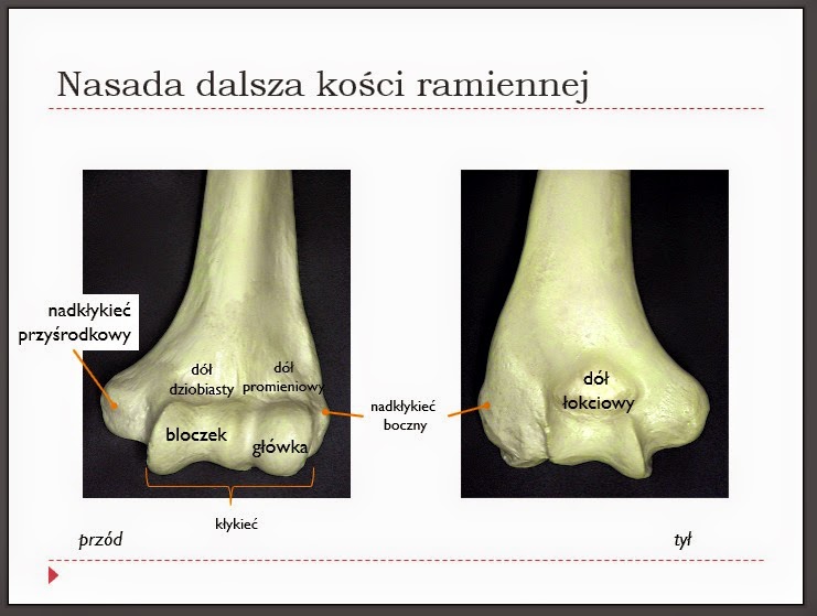 Anatomiczny: 1.D. Kończyna górna: kości, więzadła, stawy