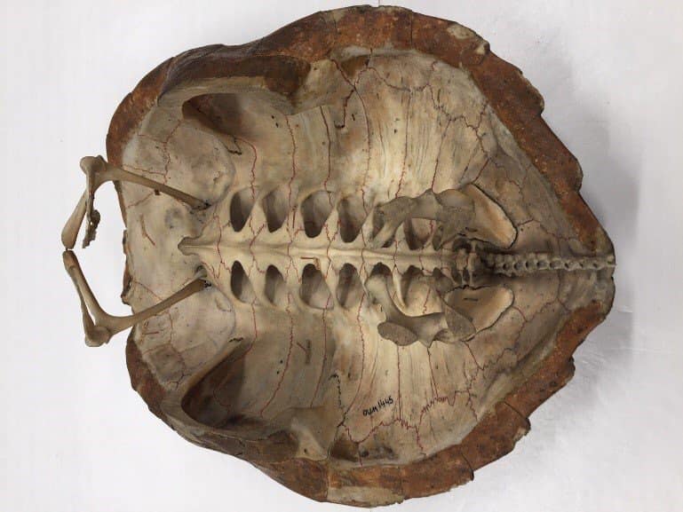 FOSSIL HUNTRESS: TURTLES: LIVING FOSSILS