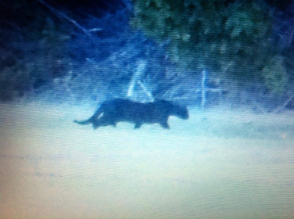 Texas Cryptid Hunter: Black Panther Allegedly Photographed in Louisiana