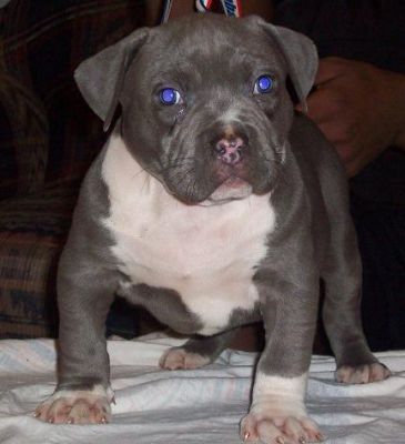 American Pitbull Terrier: Pitbull Blue