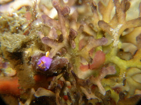 Real Monstrosities: Batwing Sea Slug