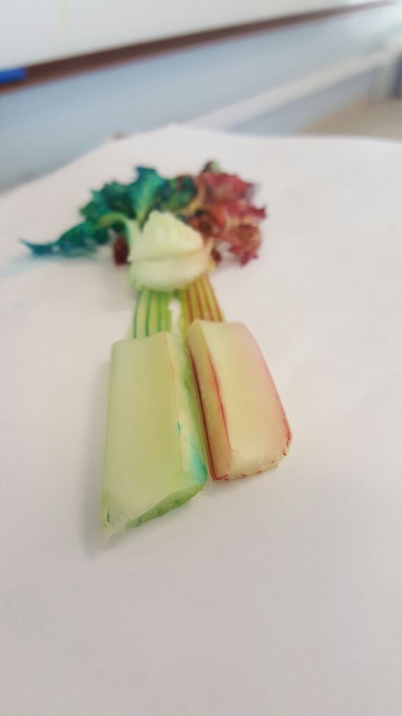 Welcome to 6 Integrity (2018)!: Plant Transport System