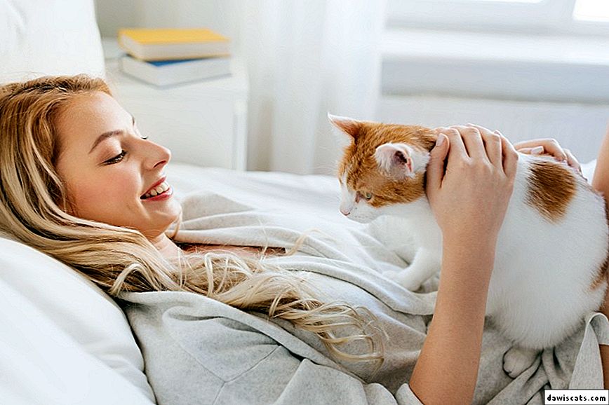 Betulkah Kucing Sebagai Haiwan Terapi Minda? | Zul & Azizi Boarding Pets