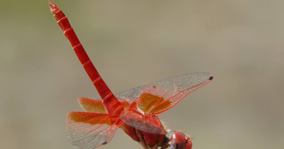 Birdwatching Algarve: Dragonflies in the Algarve