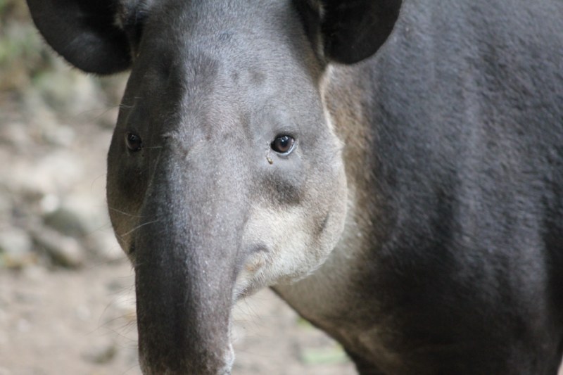 Biosfera 10: ¡Tu Contacto Con La Naturaleza!: “Tzuki”, especie ...