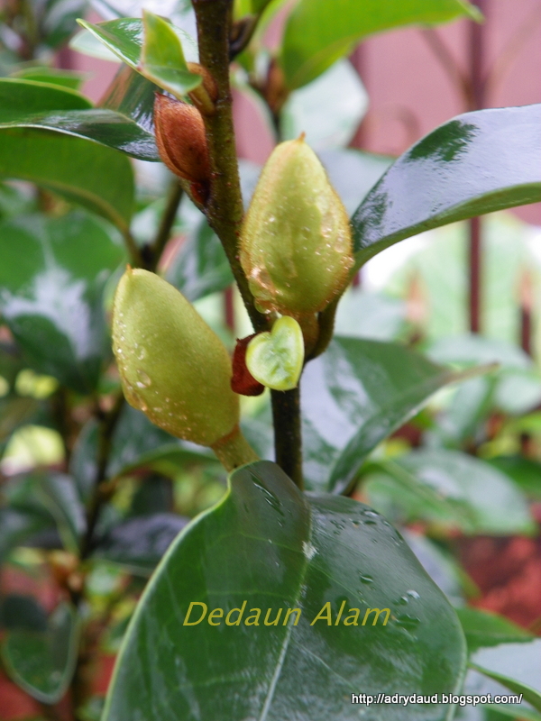 Dedaun Alam: Cempaka Keling