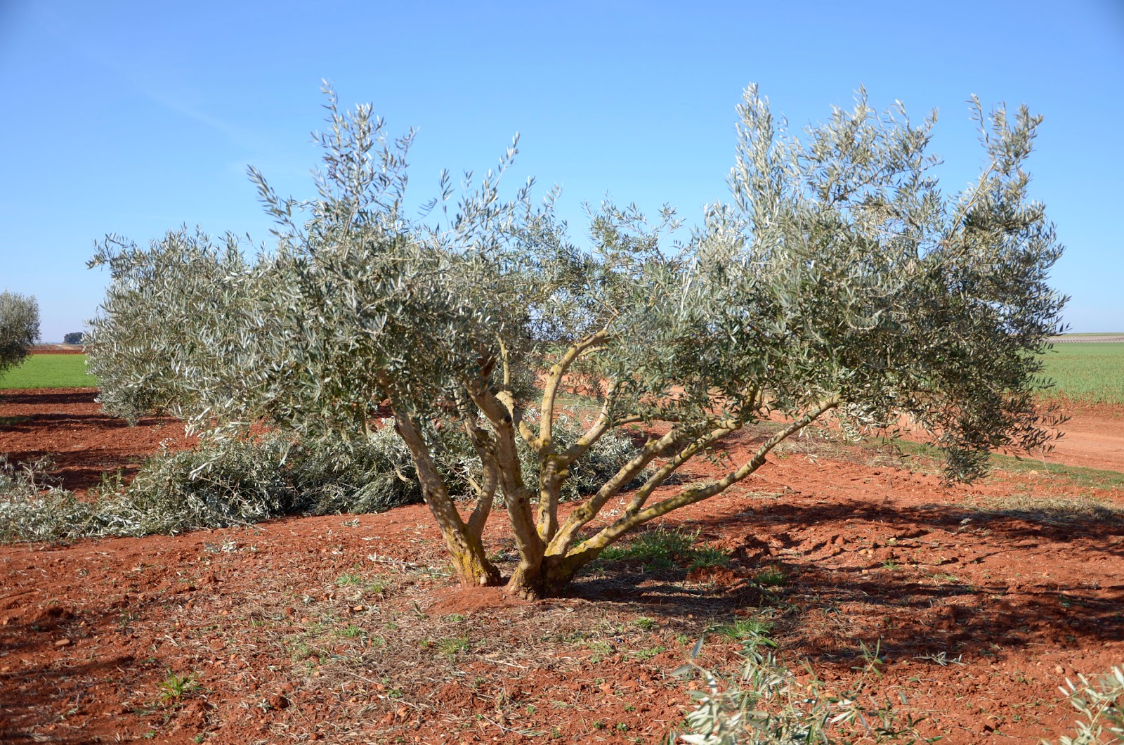 Pruning olive trees: “Without too much wood, the olives will be better ...