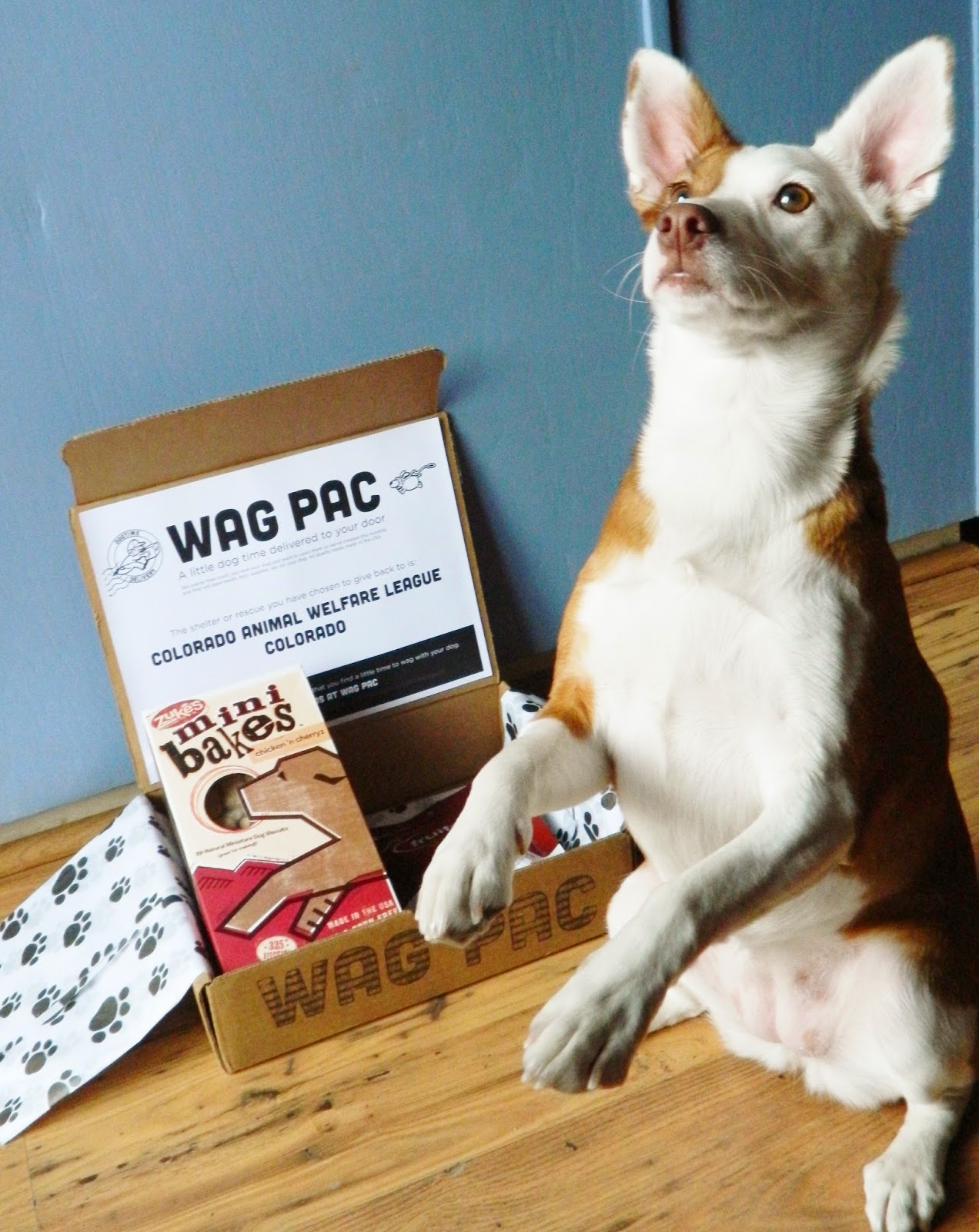 Rubicon Days: Ruby Reviews: Wag Pac March Box