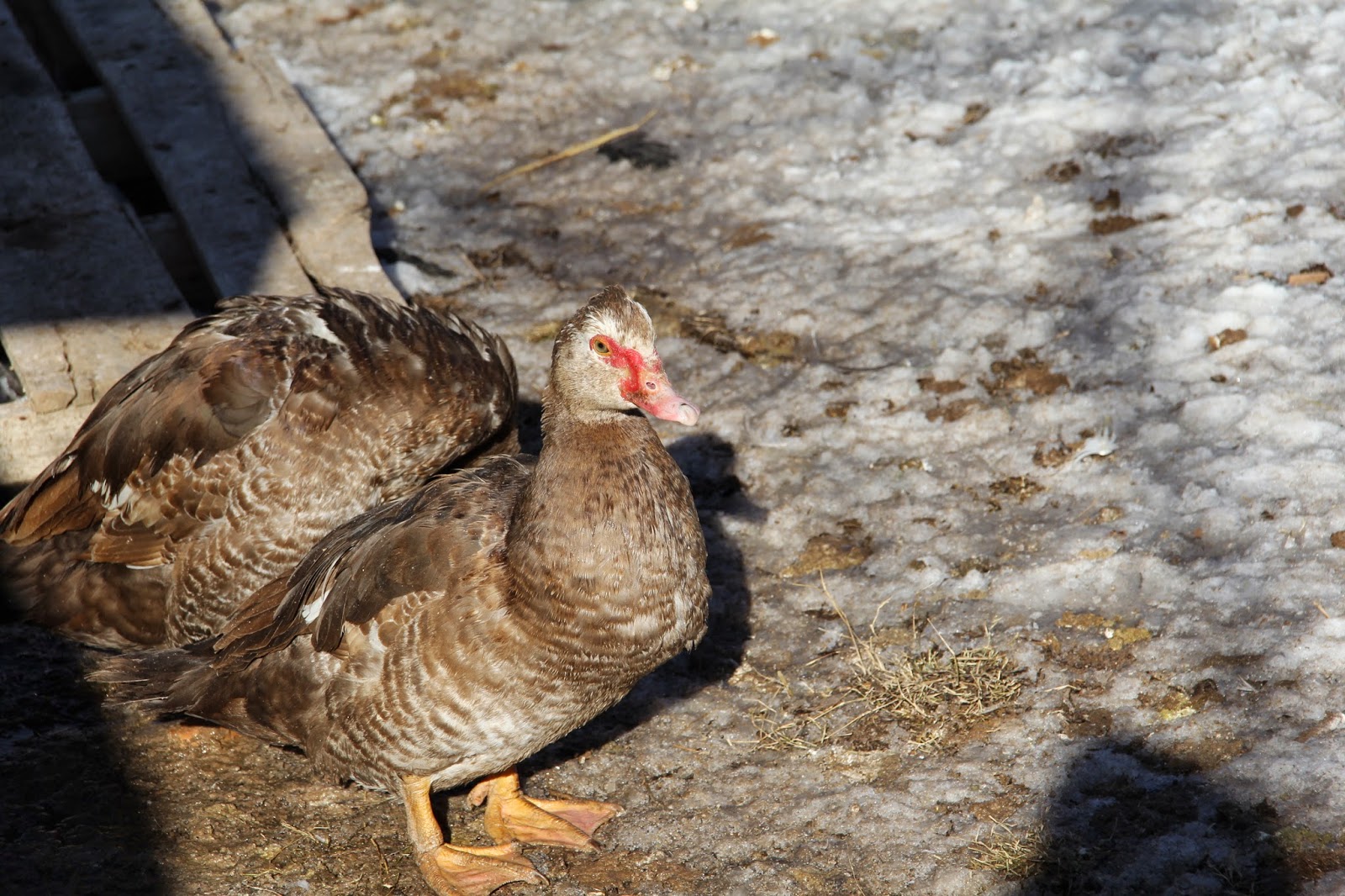 Caribbean Spirituality and Understanding in the Diaspora: Domestic ...