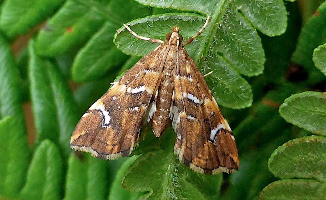 Variety of Life: Pyraloidea