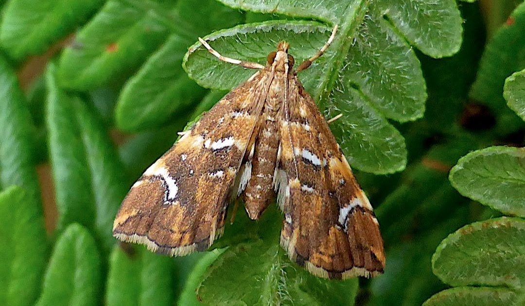 Variety of Life: Pyraloidea