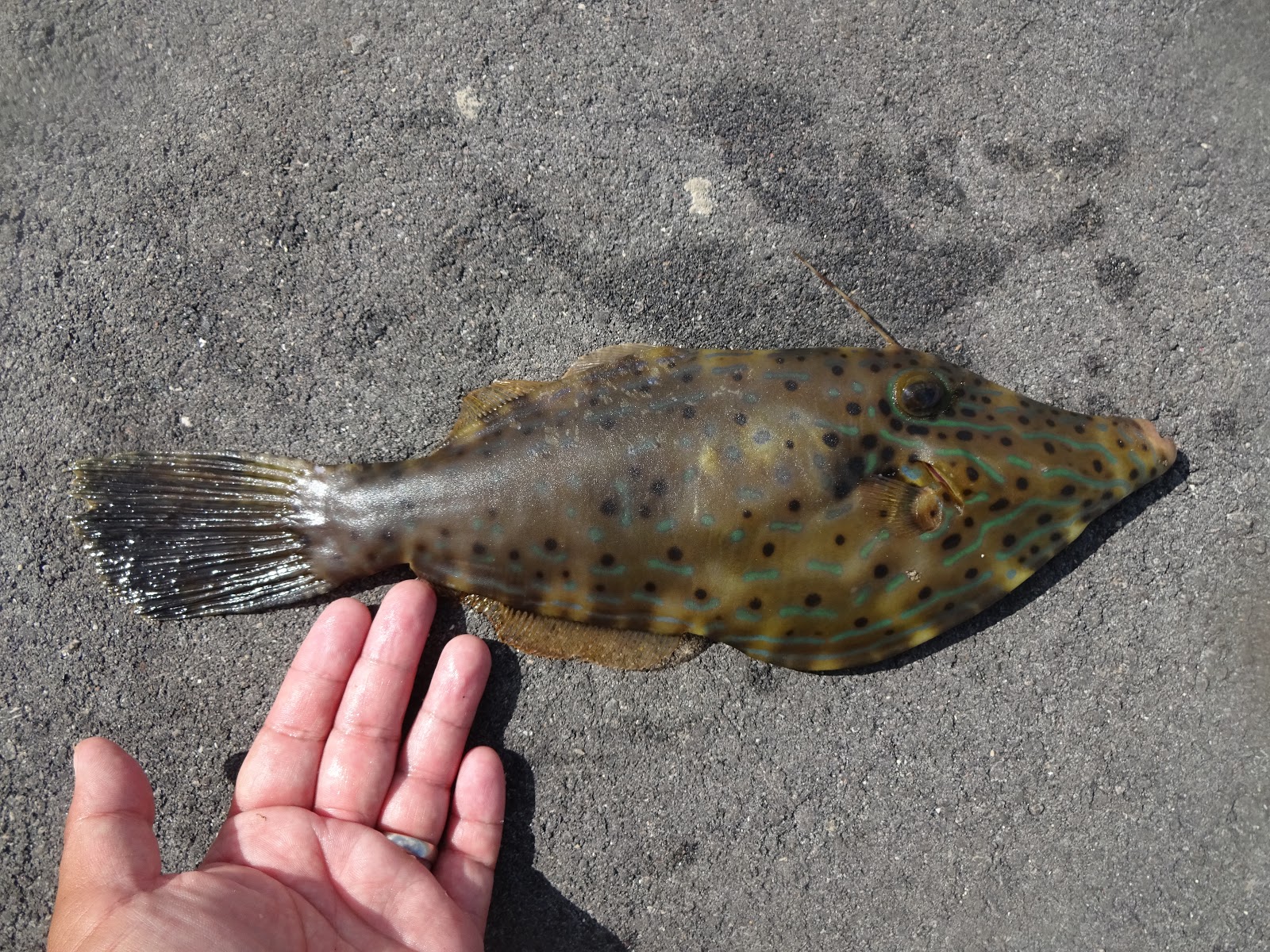 Extreme Philly Fishing