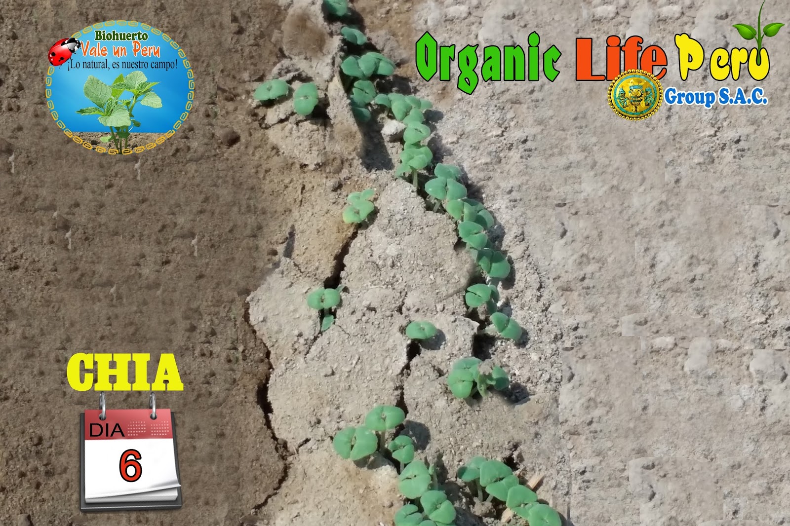 Organic Life Perú: Fases Fenológicas de la Chia - ORGANIC LP