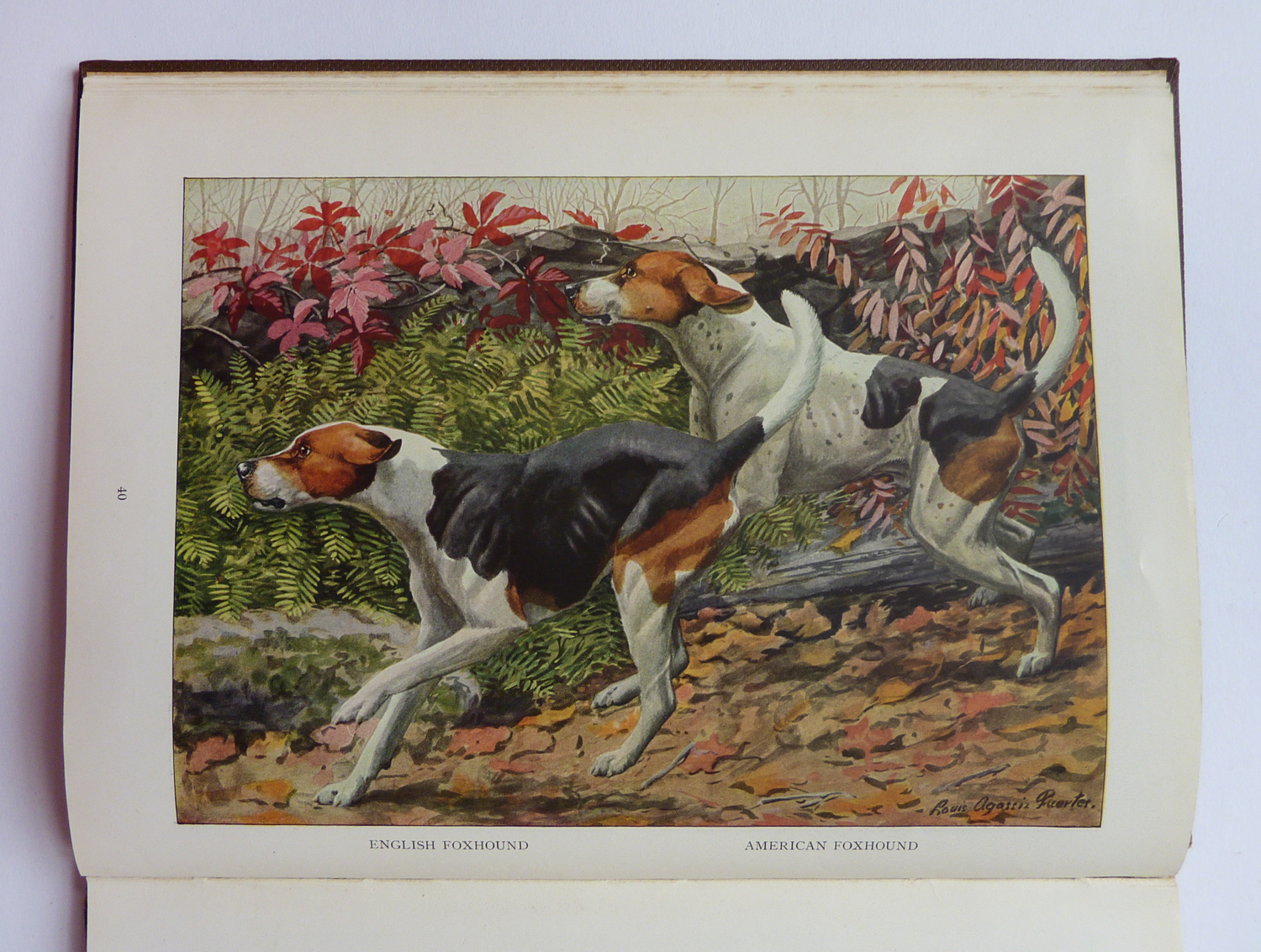 turning pages: Book of dogs