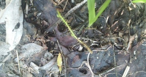 MetUltahBuFitriRiantyBosProdukPemutihFrutablend: 8 Jenis Sistem ...