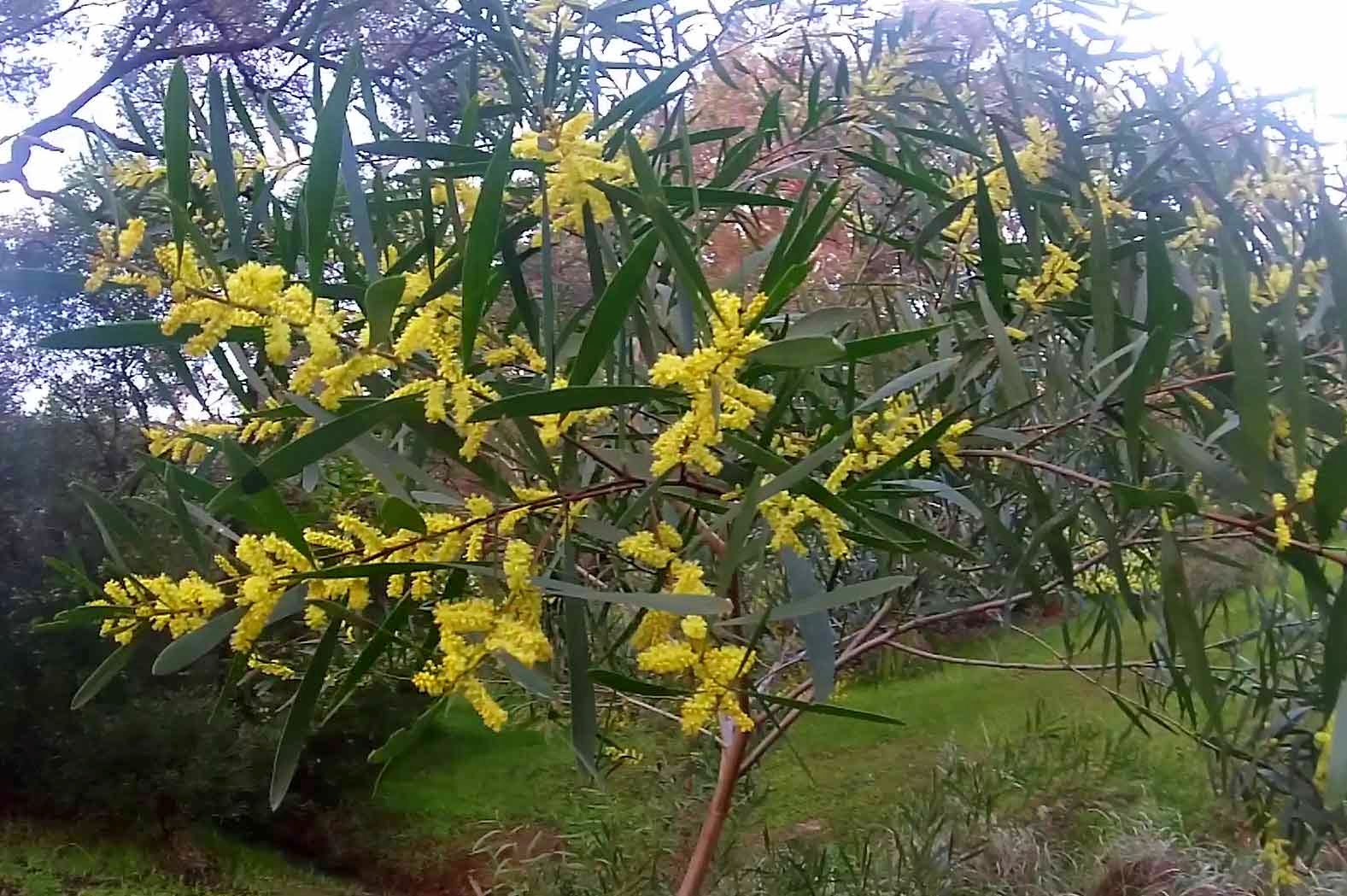 Tranquil Wilderness: Kalamunda to Dwellingup