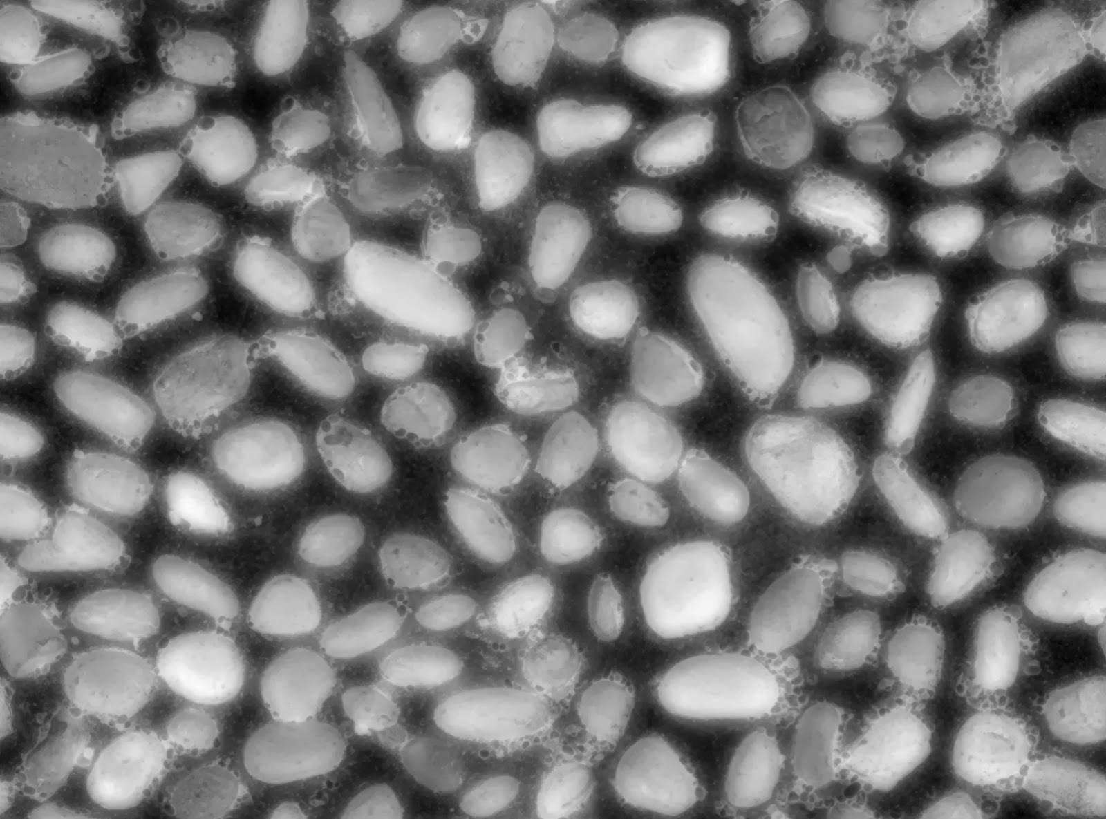 Tileable Pebbles Pavement Texture + (Maps) | Texturise Free Seamless ...