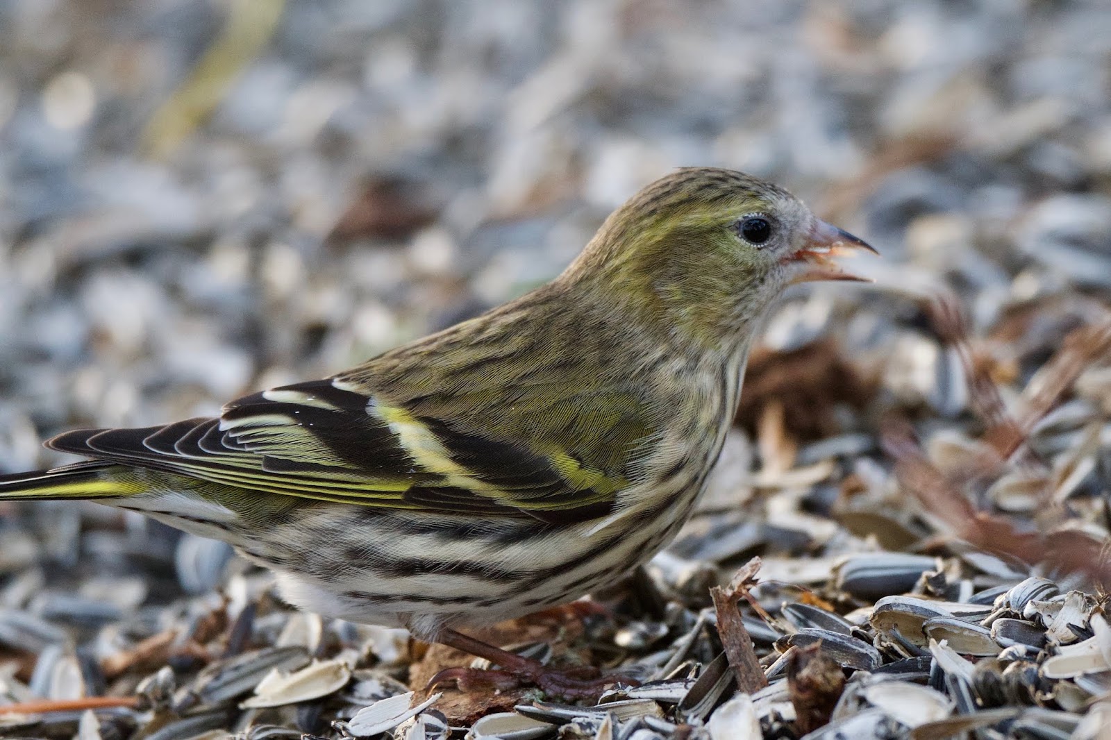 Naturfoto Einar Hugnes: Kjernebiter og noen andre småfugler på foringa ...
