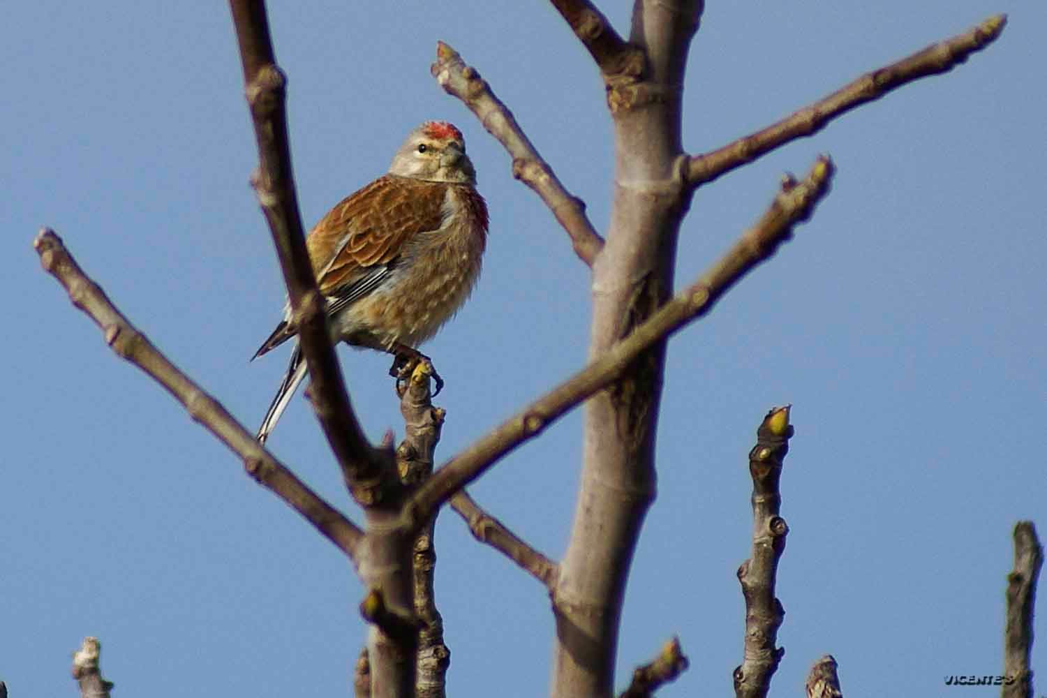 Fauna silvestre de Hormaza: Acanthis cannabina
