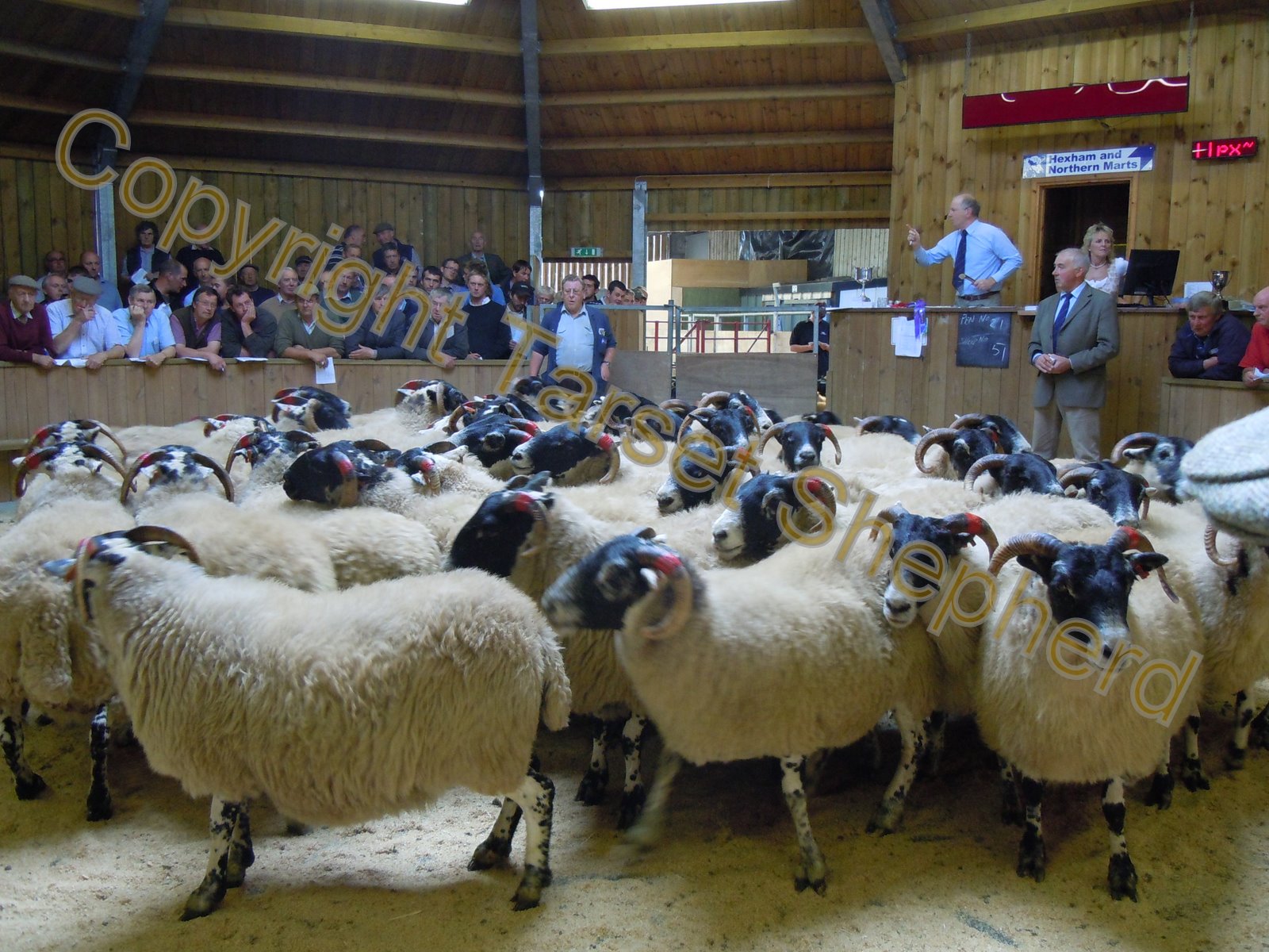 Shepherd's blog: Hexham Mart. Draft ewe sale day.