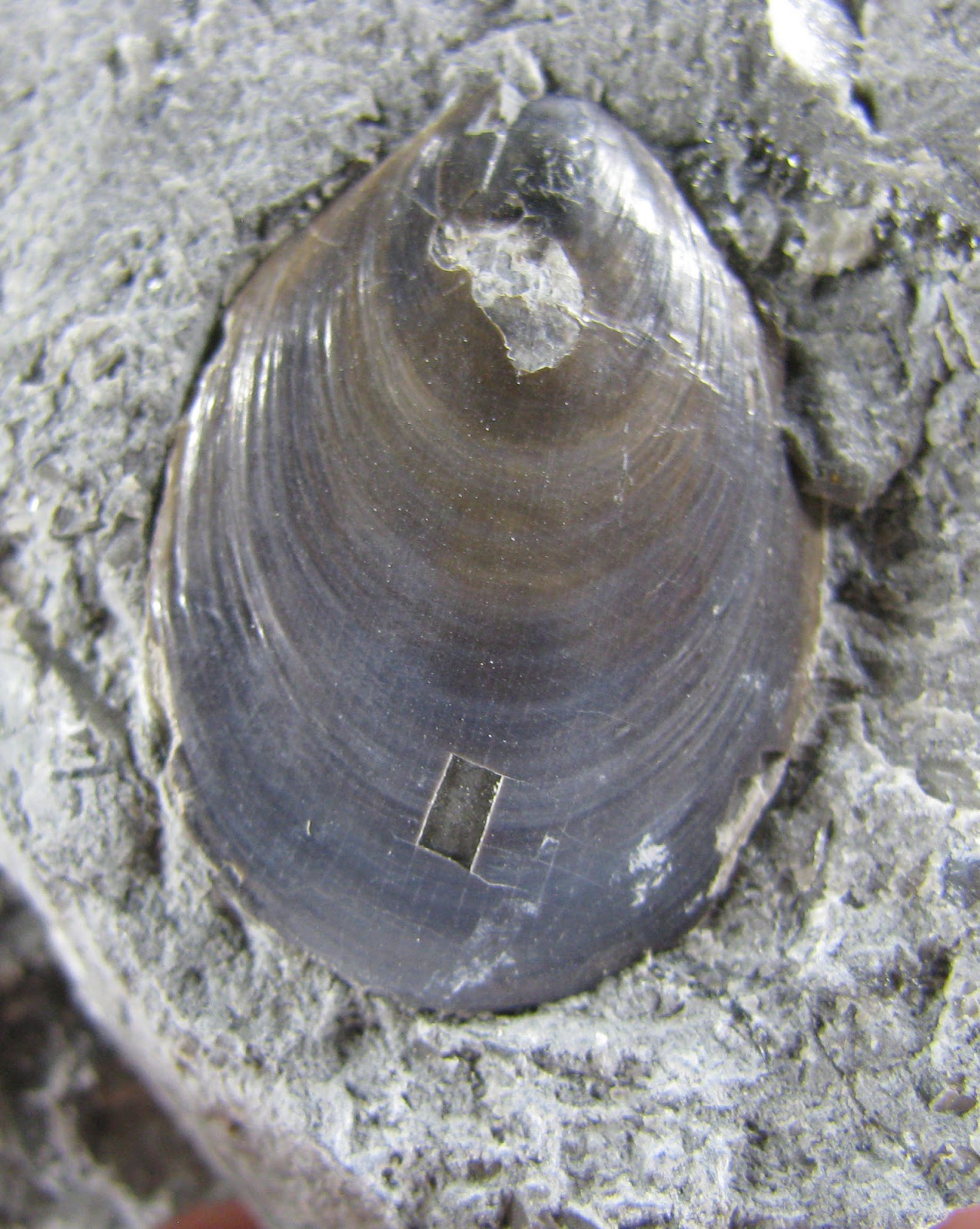 Lingula Fossil